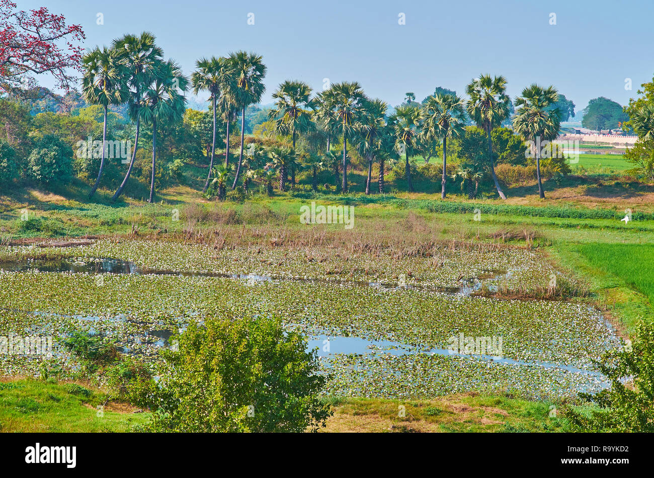 Indo burma forest hi-res stock photography and images - Alamy