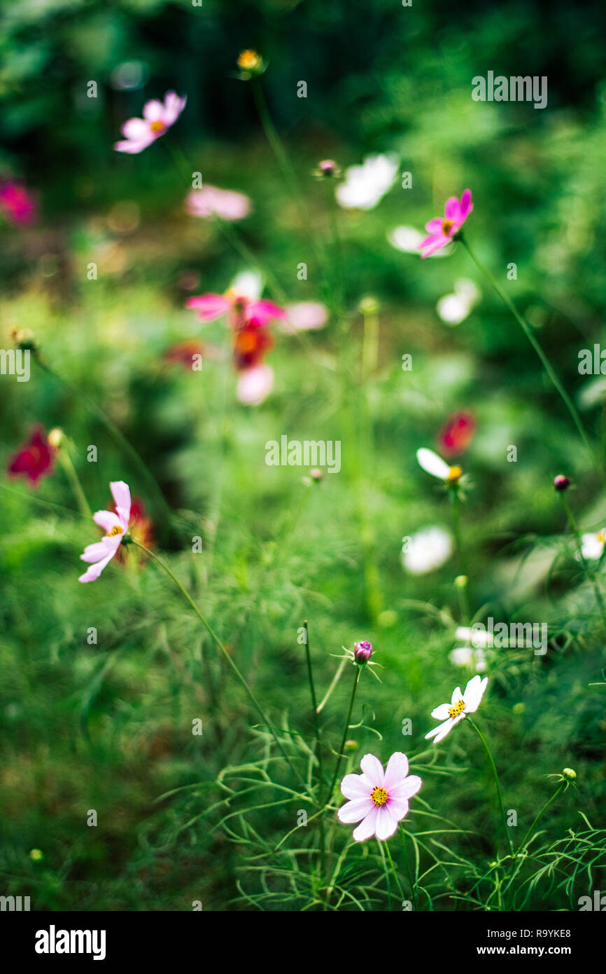 daisy garden - gardening, flowers and nature styled concept, elegant ...