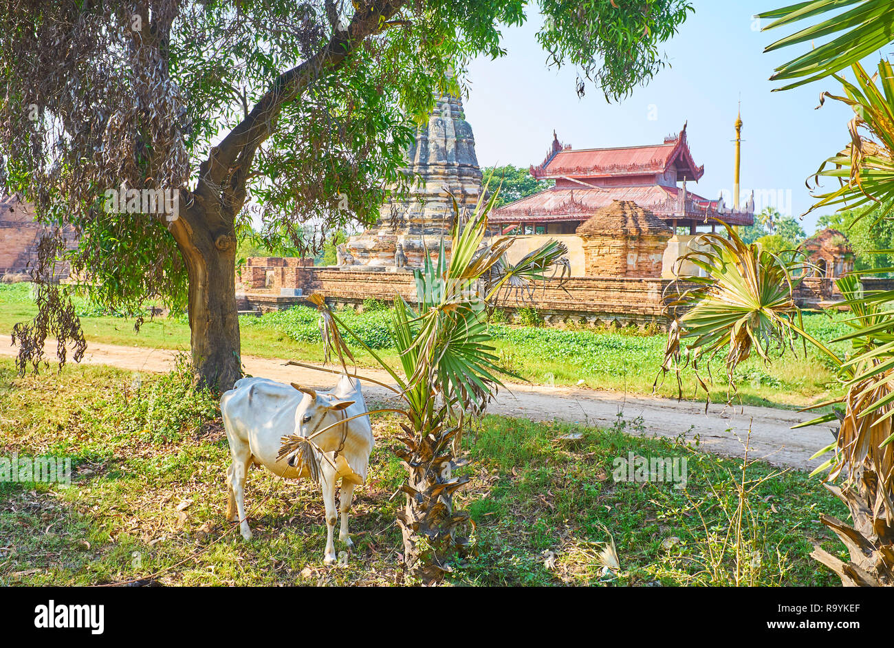 Zebu cow hi-res stock photography and images - Alamy