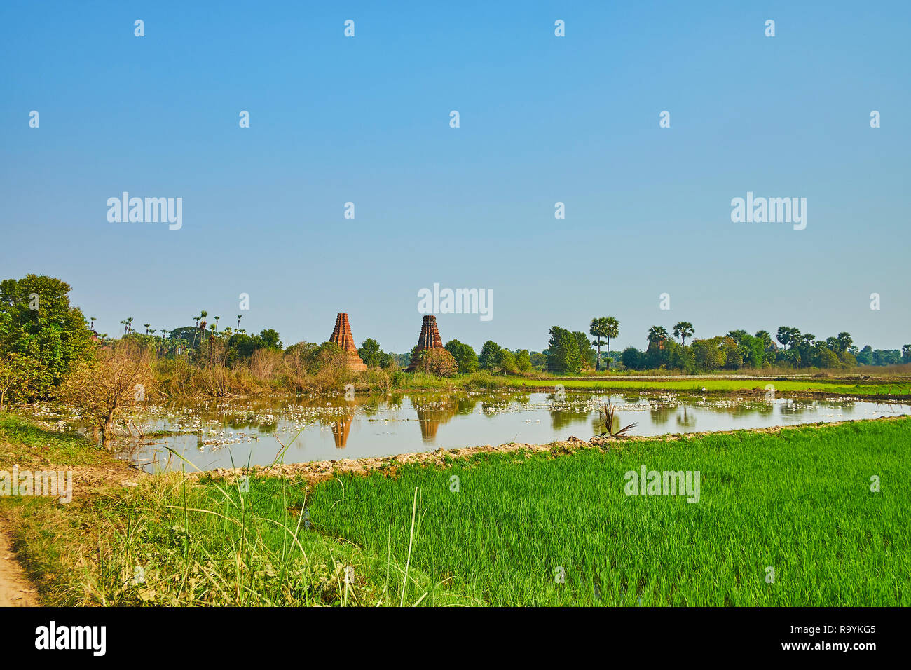 The countryside scene with paddy-field, water tank with lotus plants ...