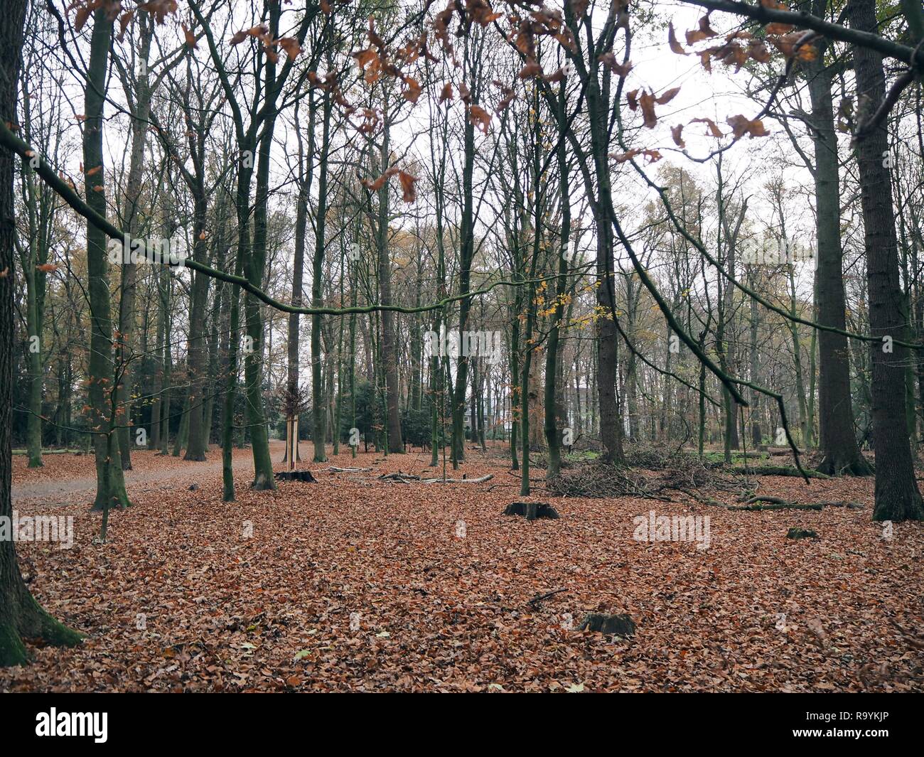 Hamburg germany fall foliage hi-res stock photography and images - Alamy