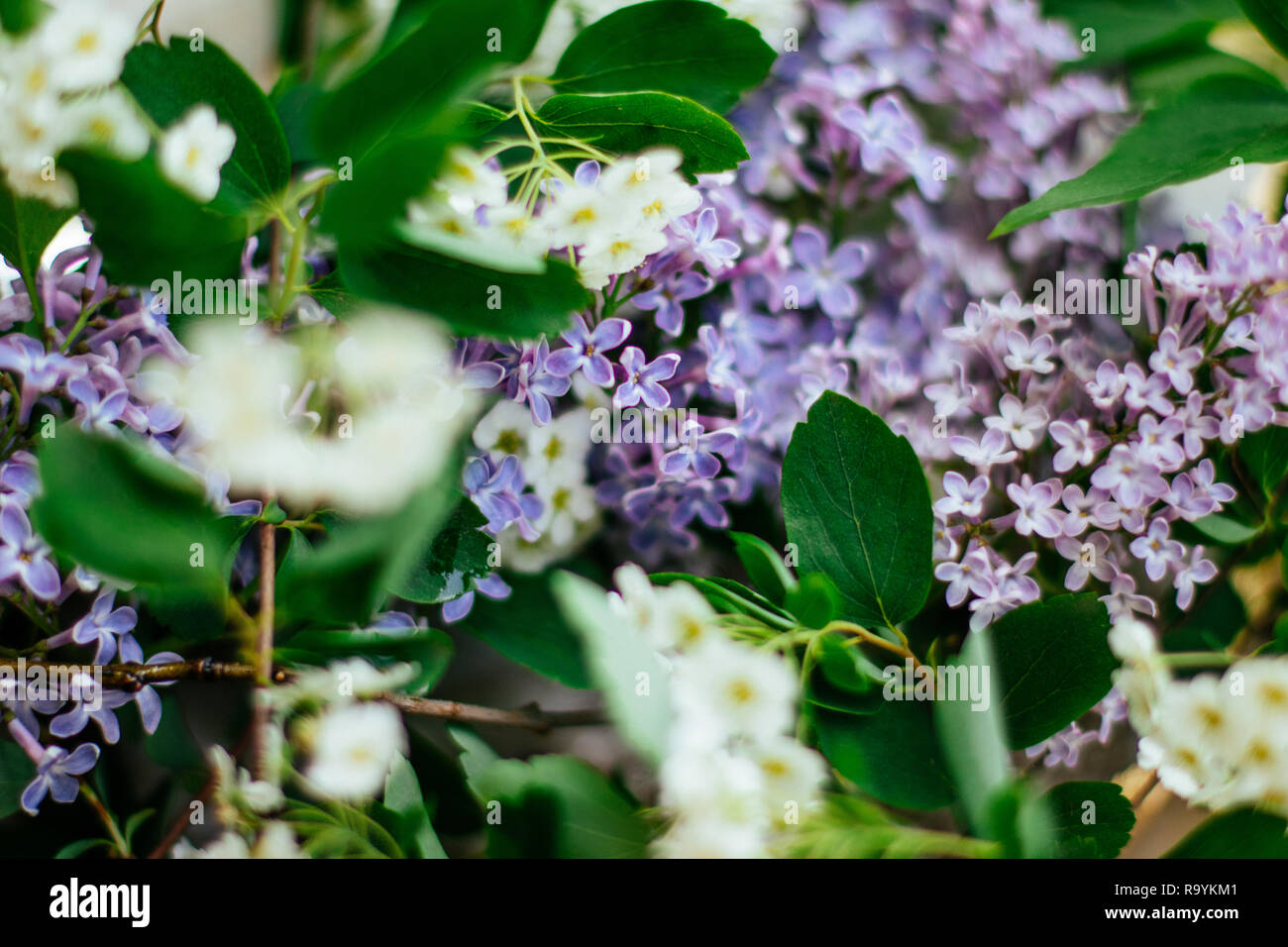 floral blossom - wedding, holiday and flower garden styled concept ...