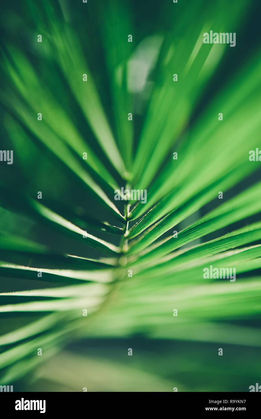 palm tree leaf - travel, exotic and tropical backgrounds styled concept ...