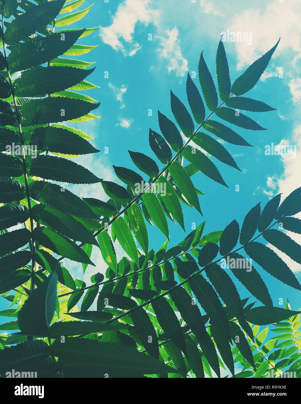 beauty of nature - environment, ecology, plants and gardening concept ...