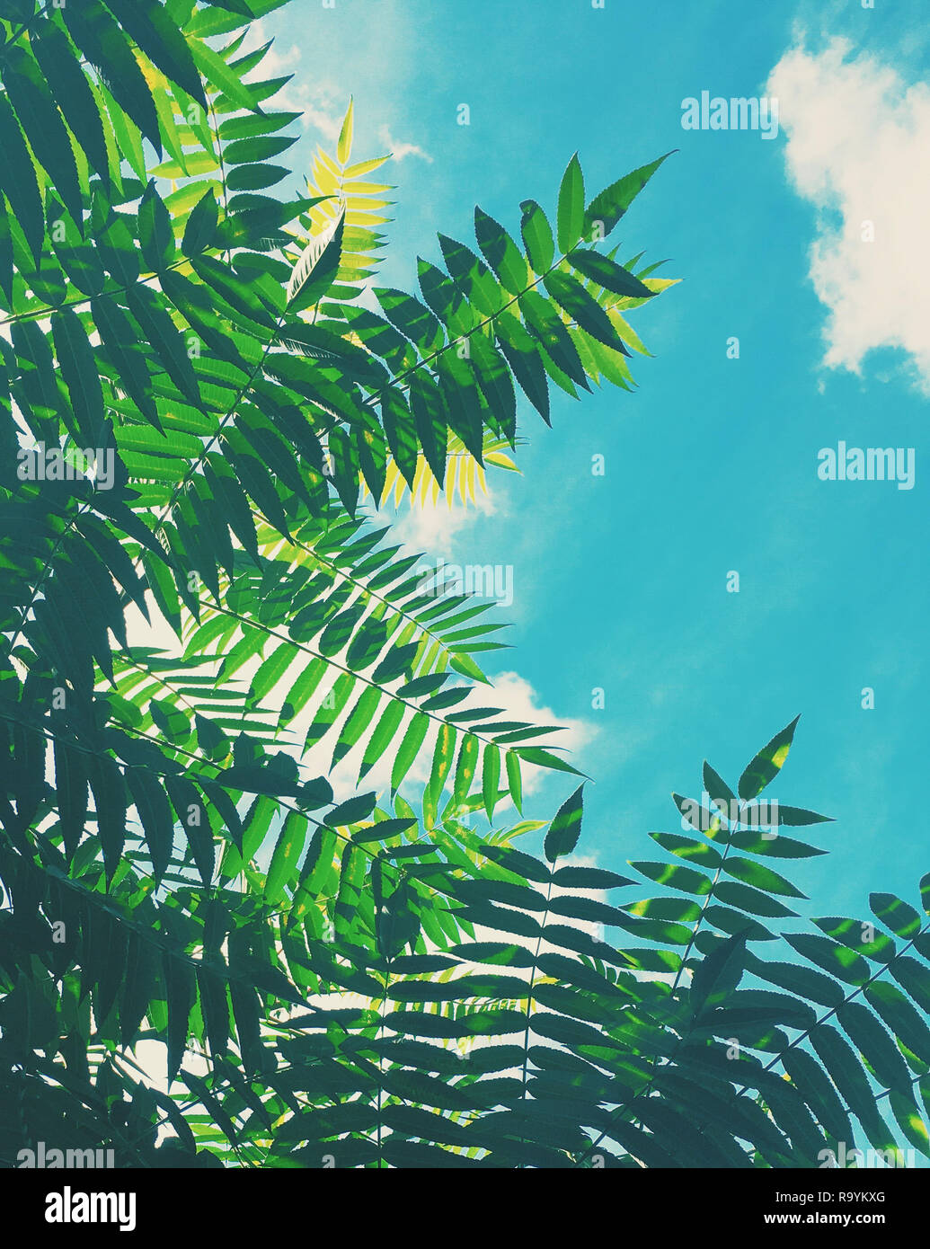 beauty of nature - environment, ecology, plants and gardening concept ...