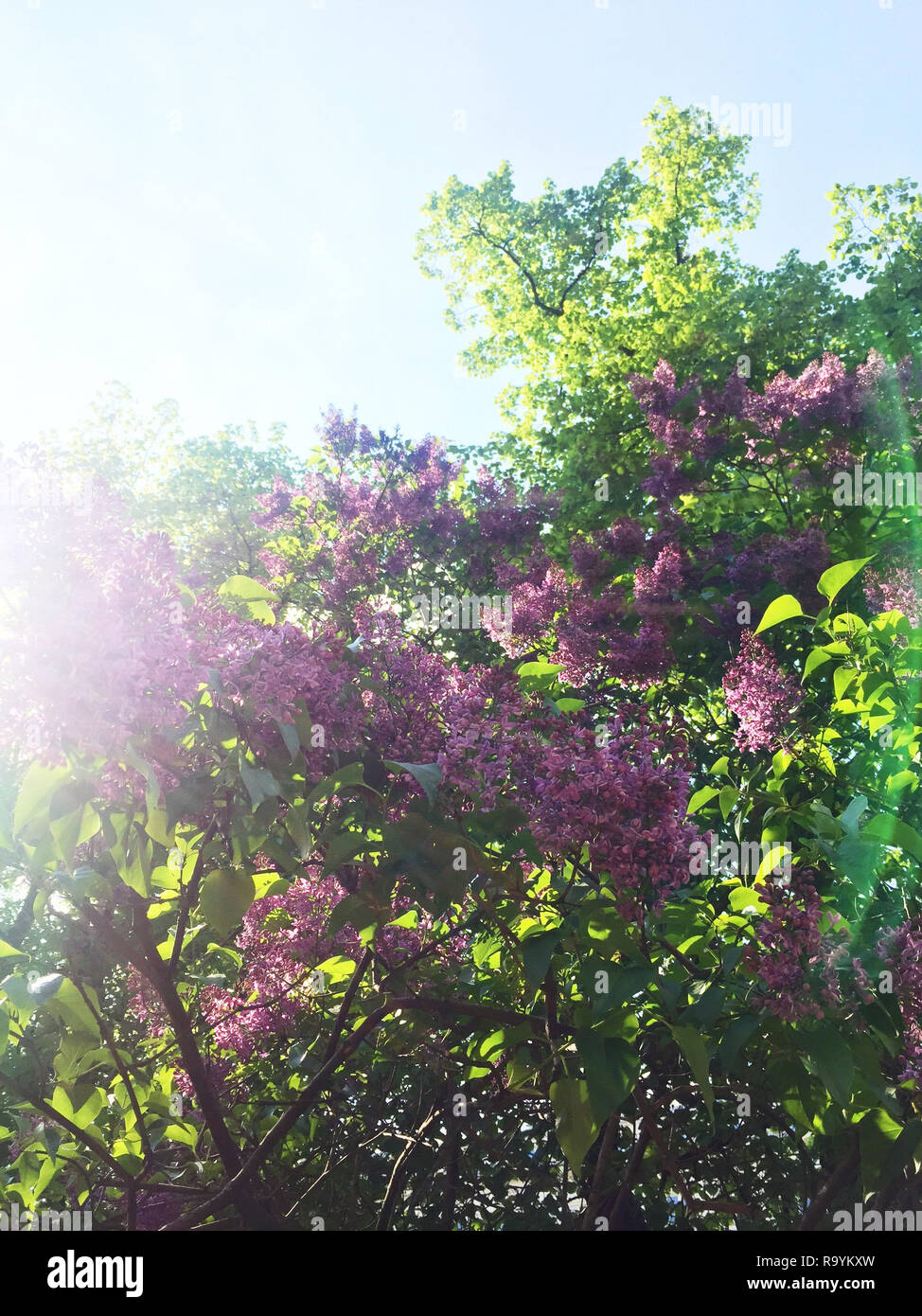 tree in bloom - beauty in nature, landscapes and environment concept ...