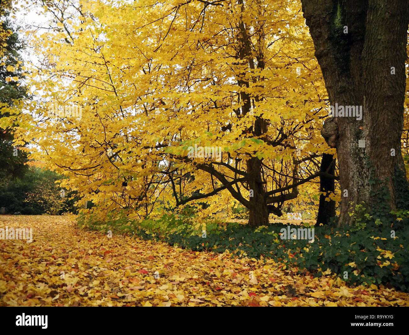 Yellow autumn leaves on a path in the botanical gardens of Cologne ...