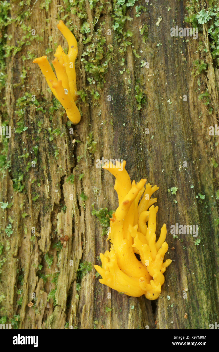Calocera hi-res stock photography and images - Alamy