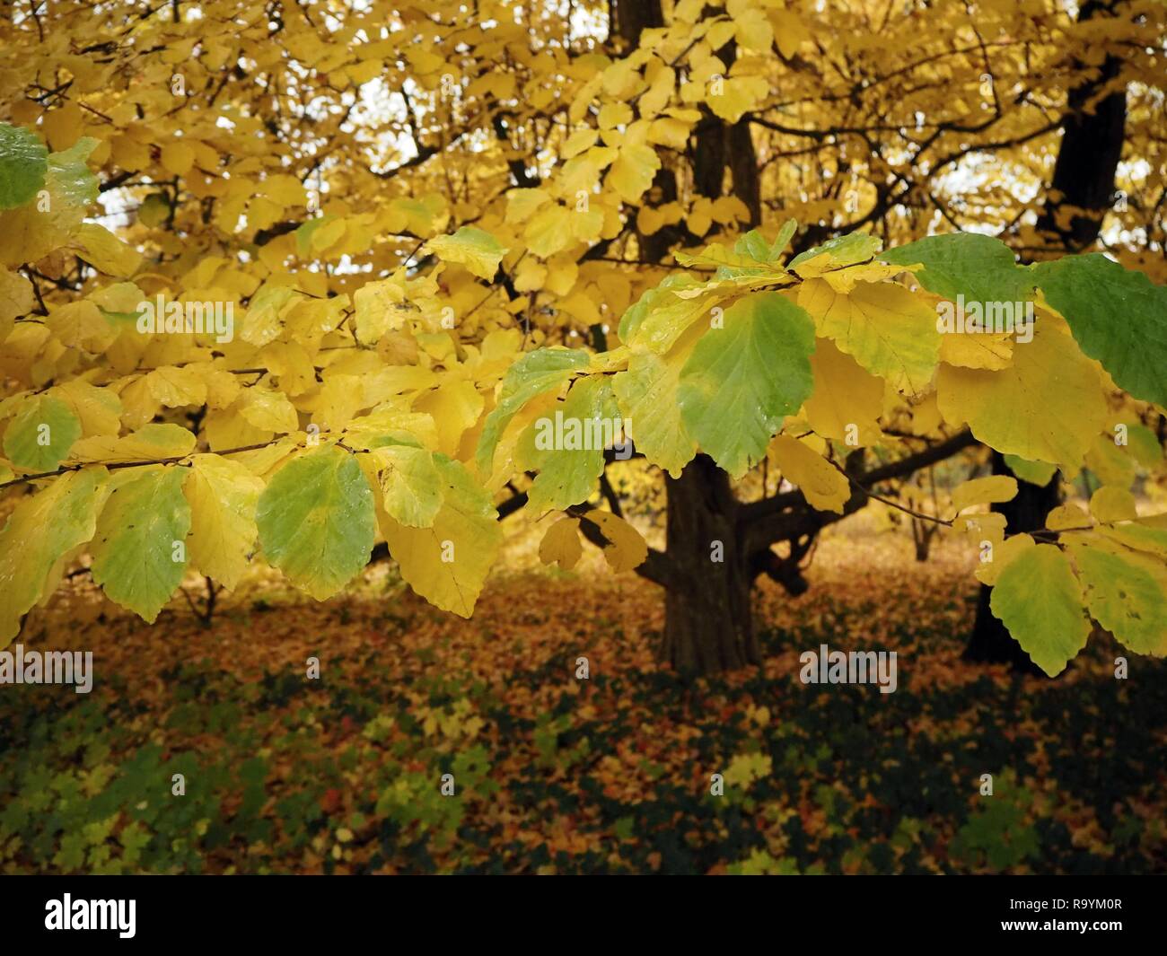 Yellow autumn leaves on a path in the botanical gardens of Cologne ...
