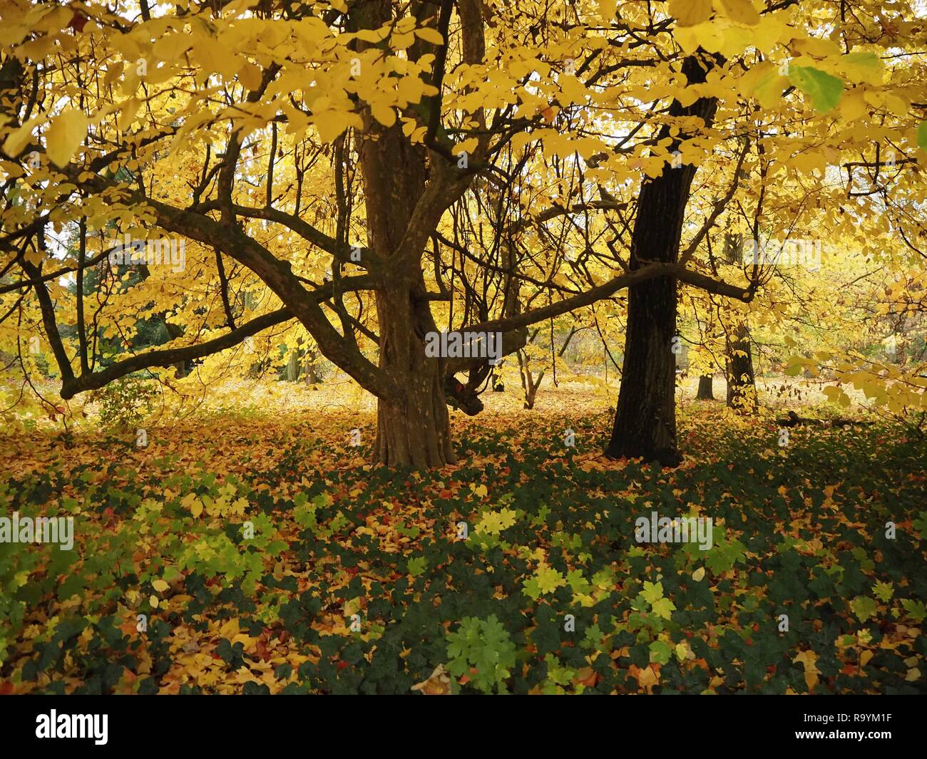 Yellow autumn leaves on a path in the botanical gardens of Cologne ...