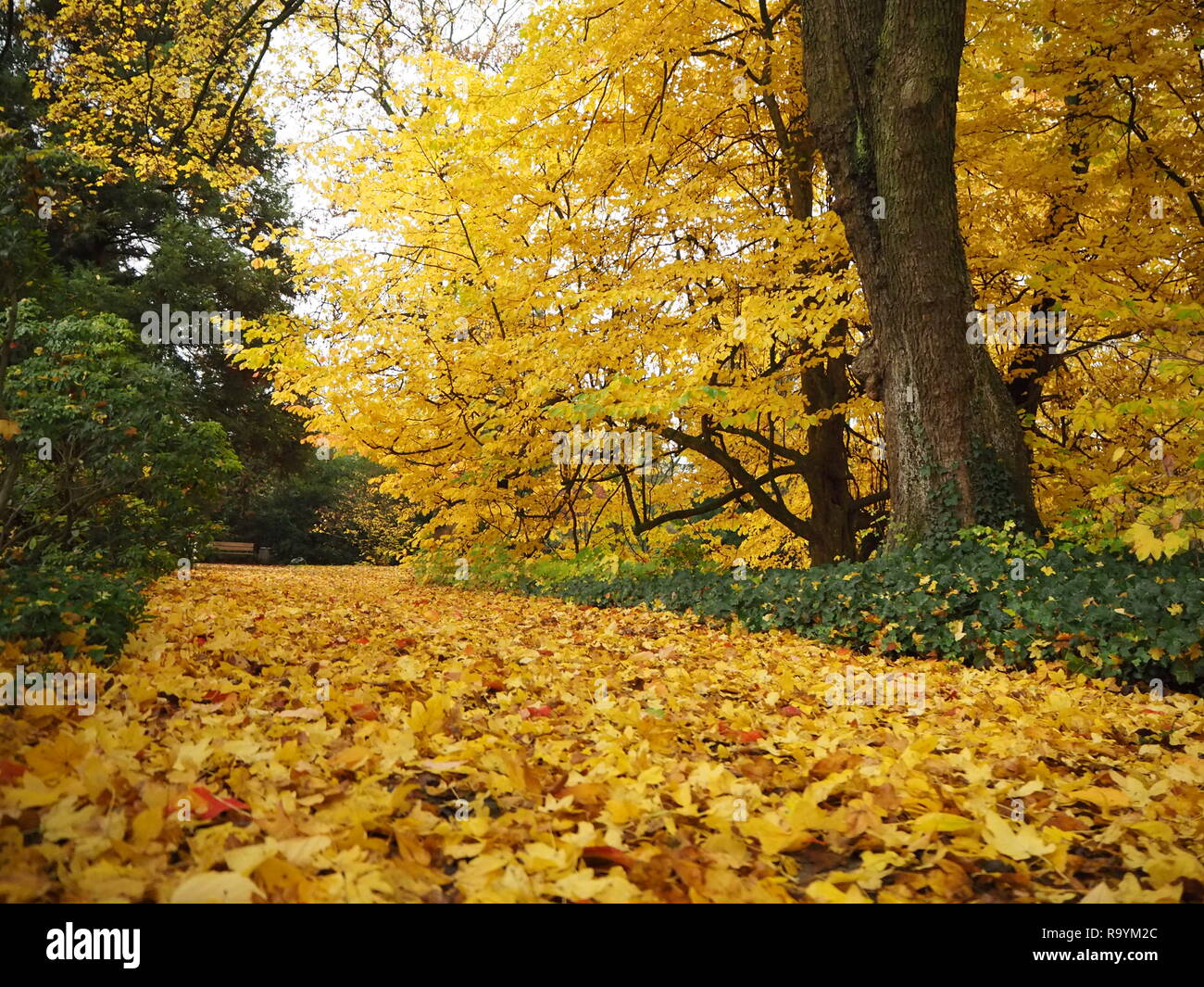 Yellow autumn leaves on a path in the botanical gardens of Cologne ...