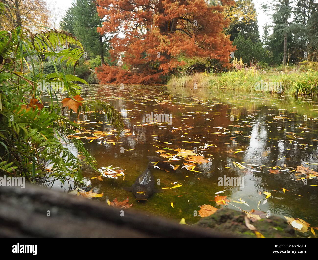 Fish in a pond, close up, reflecting autumn colours on a pond Stock ...