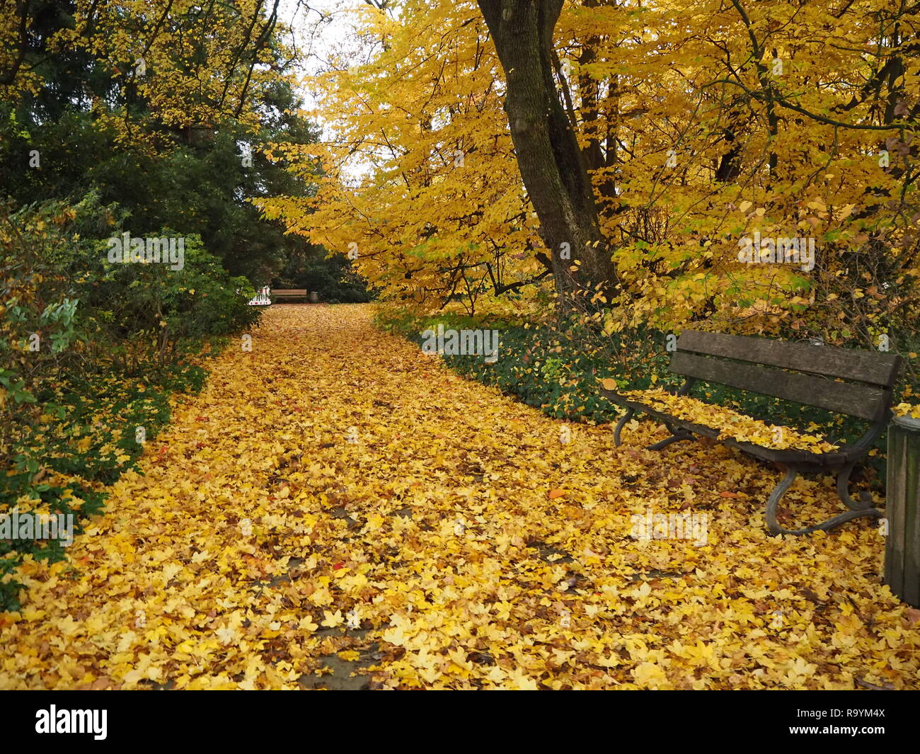 Yellow autumn leaves on a path in the botanical gardens of Cologne ...