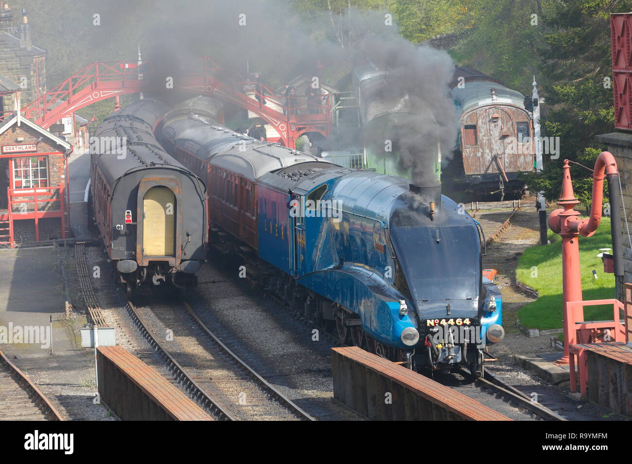 4464 Bittern High Resolution Stock Photography and Images - Alamy