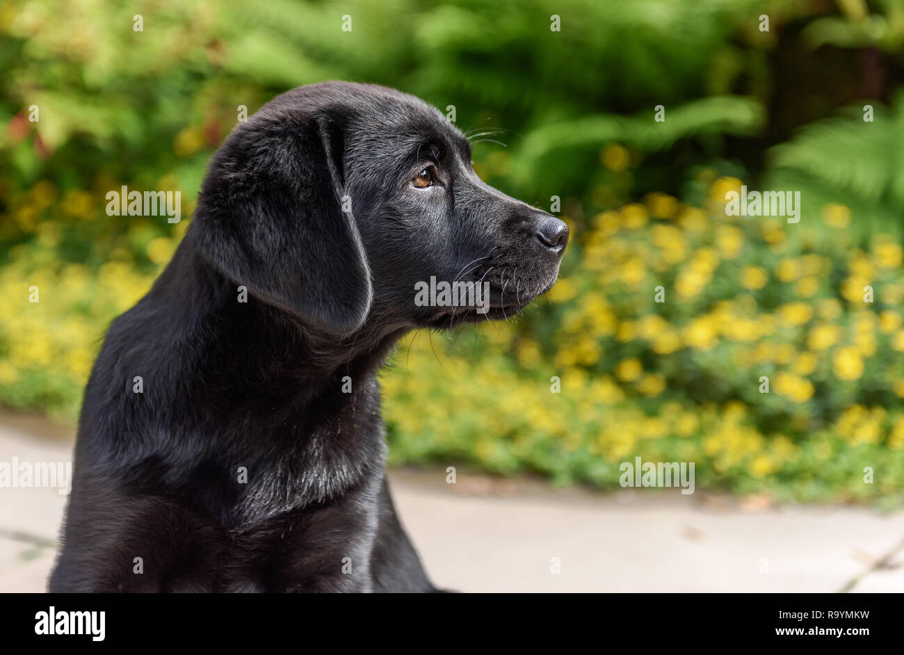 9 Weeks old black Labrador Retriever puppy posing in the garden Stock ...