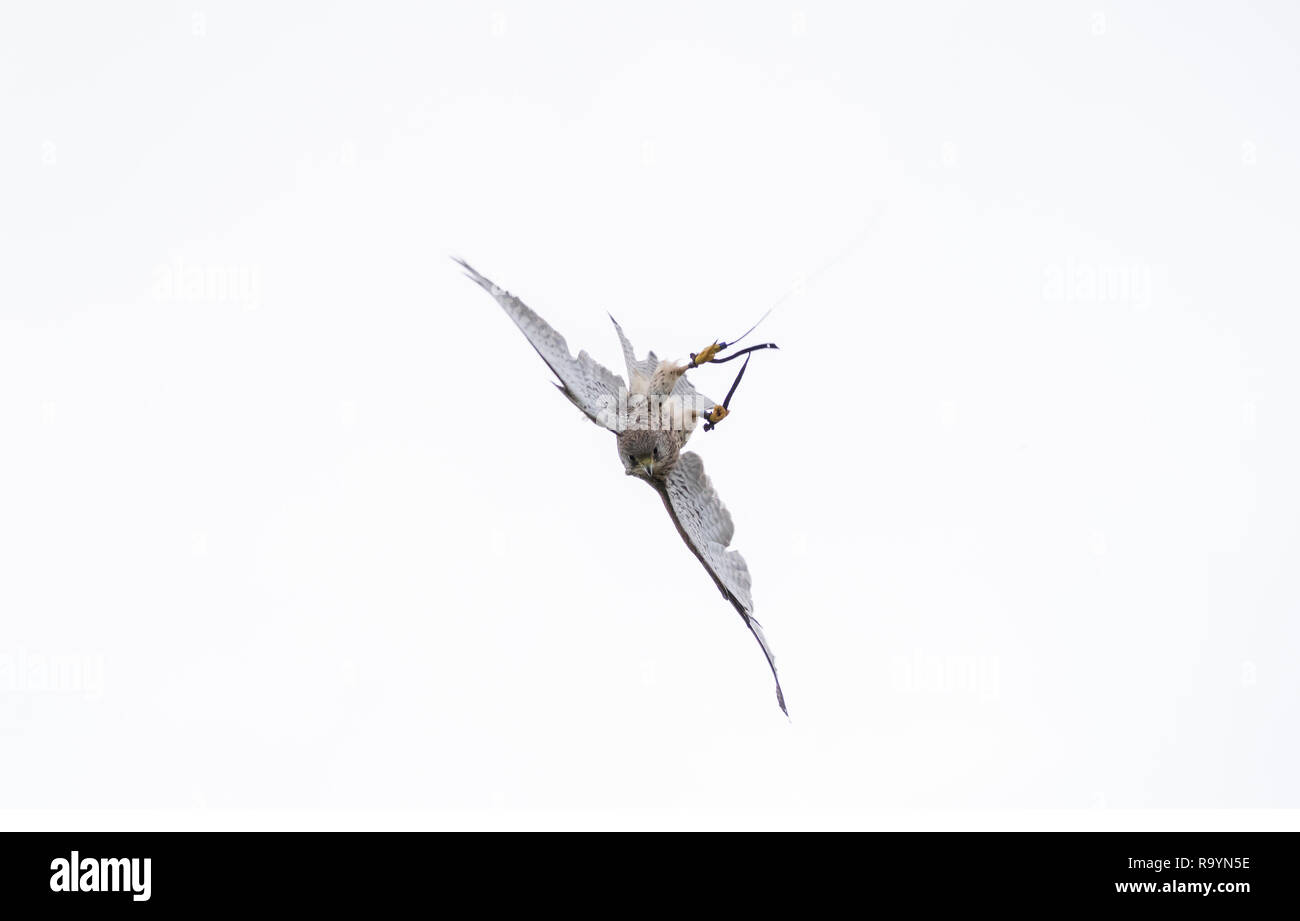 Flying female kestrel hi-res stock photography and images - Alamy