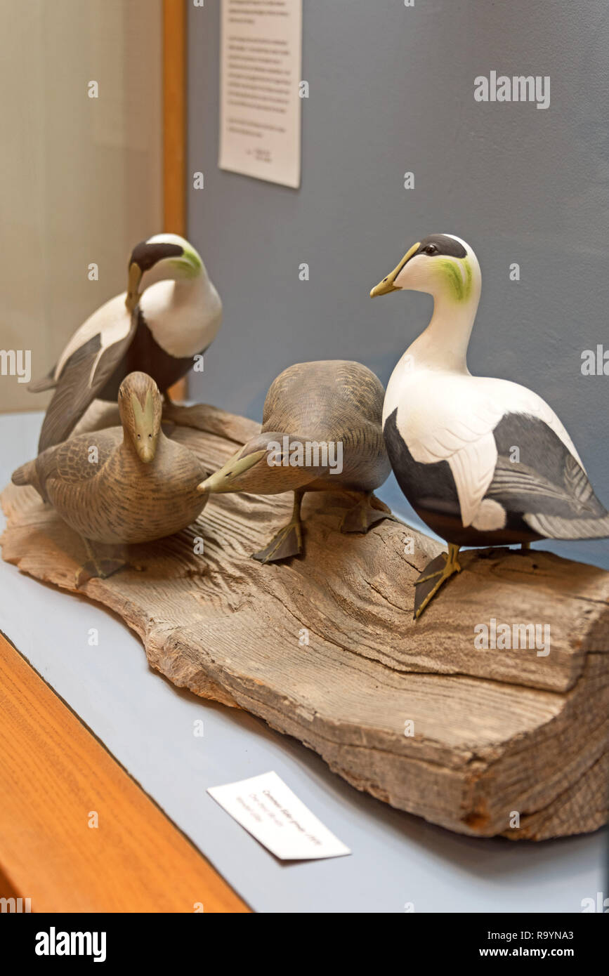 "Common Eider group, 1970." Bird carving by Wendell Gilley Stock Photo ...