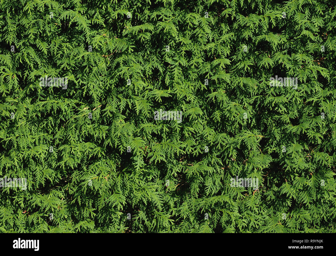 Thuja fence hi-res stock photography and images - Alamy