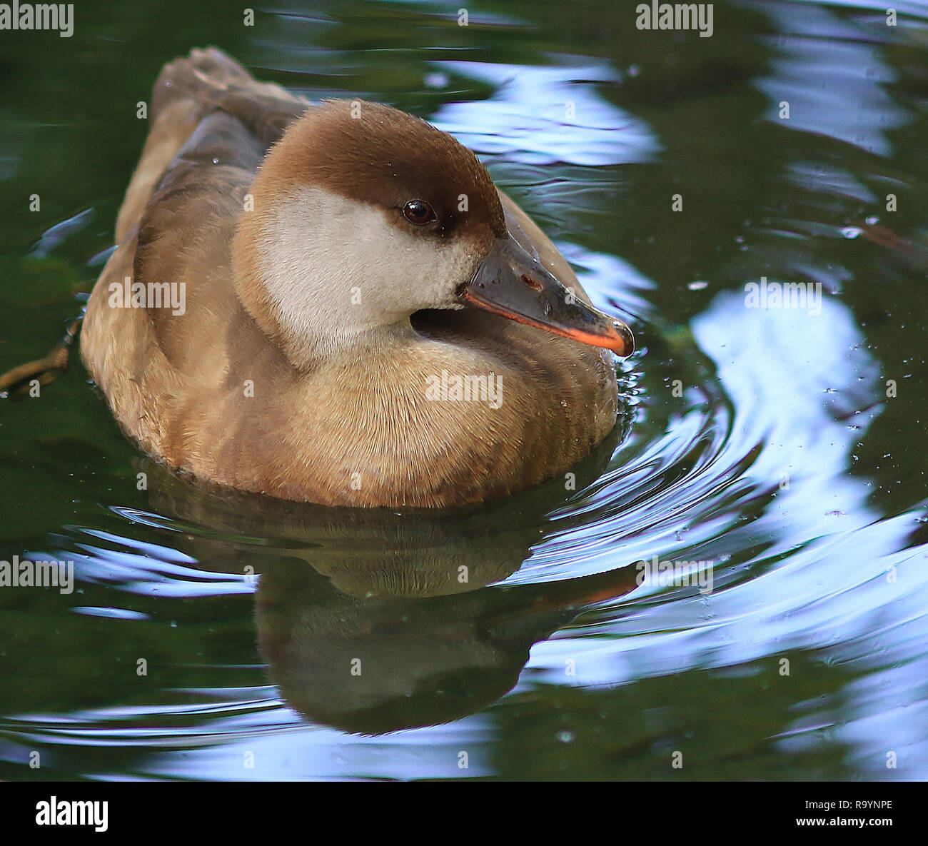 Rosy billed pochard hi-res stock photography and images - Alamy