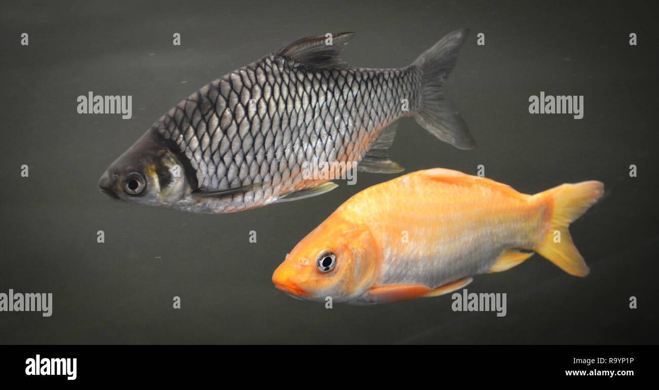 Golden fish / Java barb and Golden Yellow fish common carp swimming in ...
