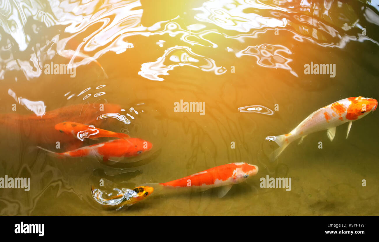 Koi pond / koi fish swimming in the pond - colorful carp fish swimming ...