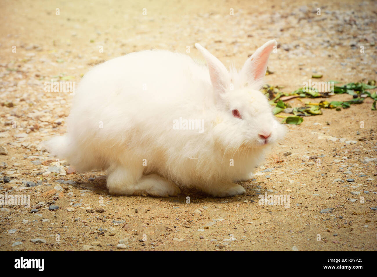 White rabbit in farm / rabbit sitting on ground / Animal picture ...