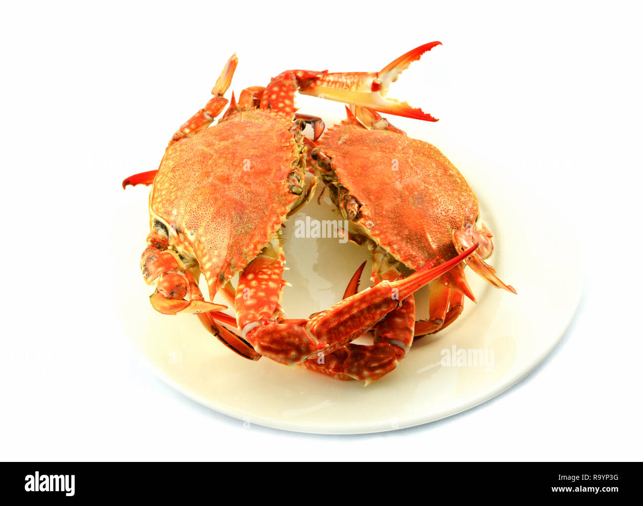 steam crab isolated on white background / cooked crab steamed seafood ...