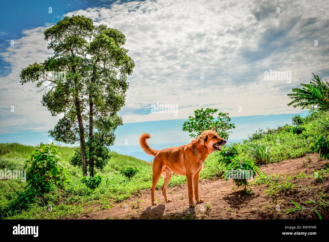 Landscape of dog / The dog standing on hill view of tree and mountain ...