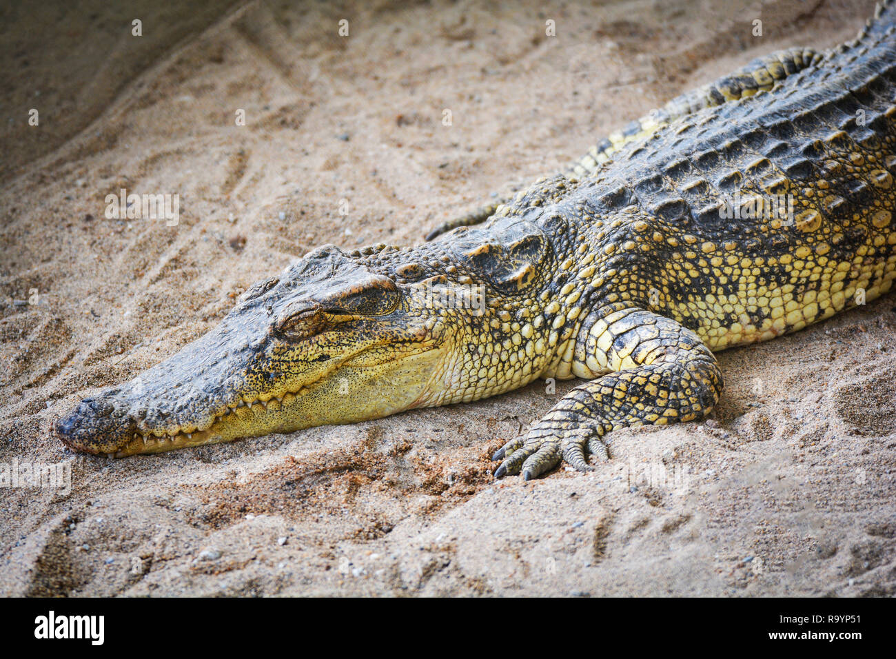 Nile crocodile at night hi-res stock photography and images - Alamy