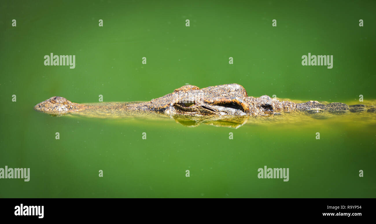 Crocodile floating in water river and waiting for the prey / Large ...