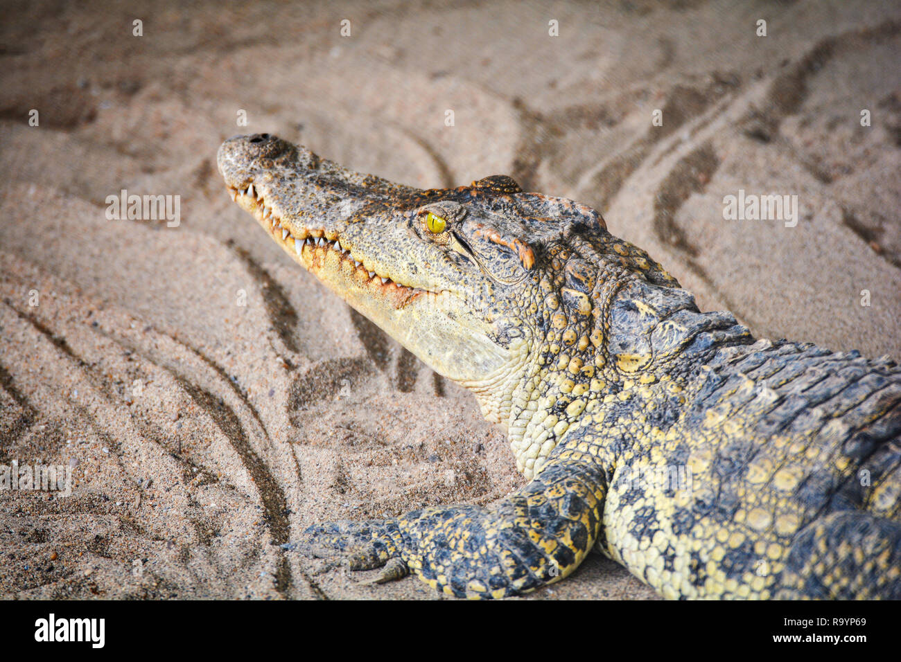 Nile crocodile at night hi-res stock photography and images - Alamy