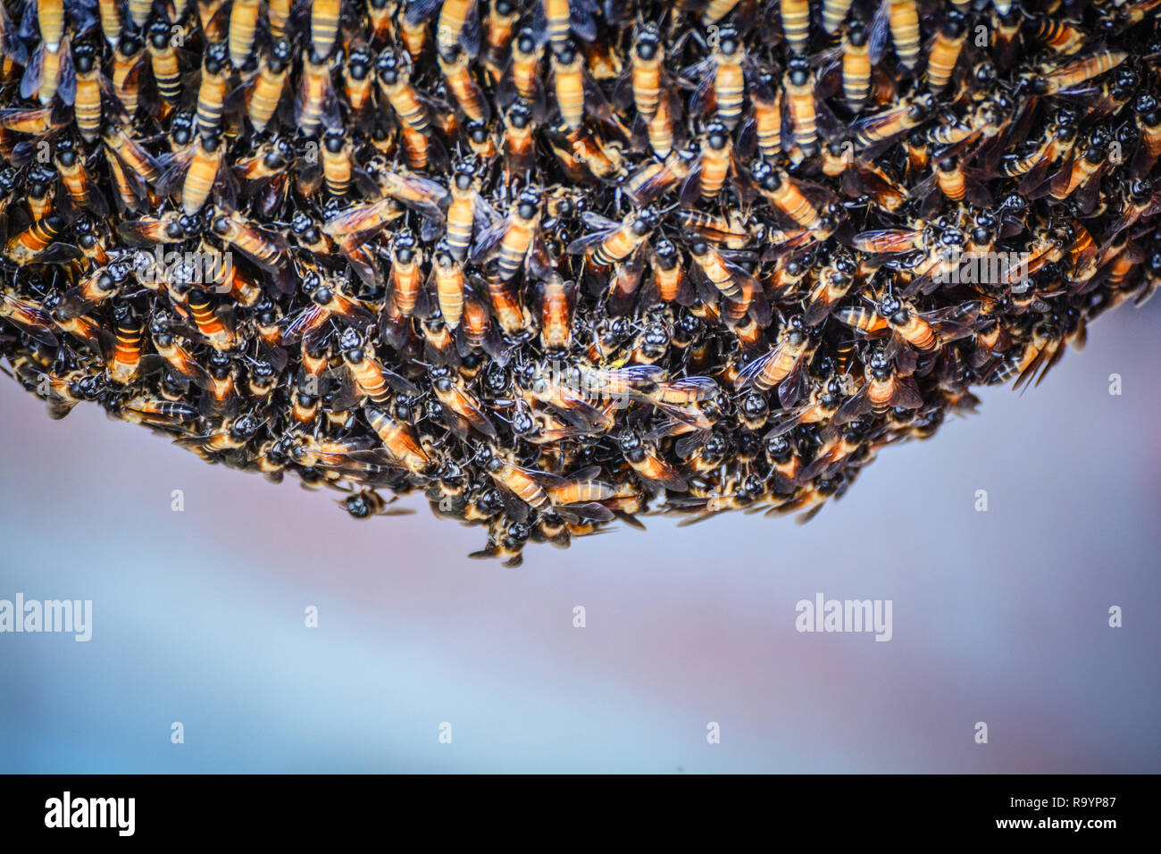 Bees on honeycomb / A lot of bees on large bee nest - Close up insect ...