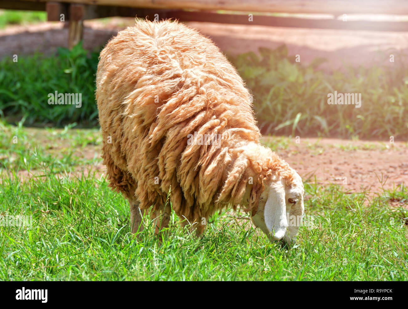Sheep eating in a pasture of green grass / Long Wool sheep in farm ...