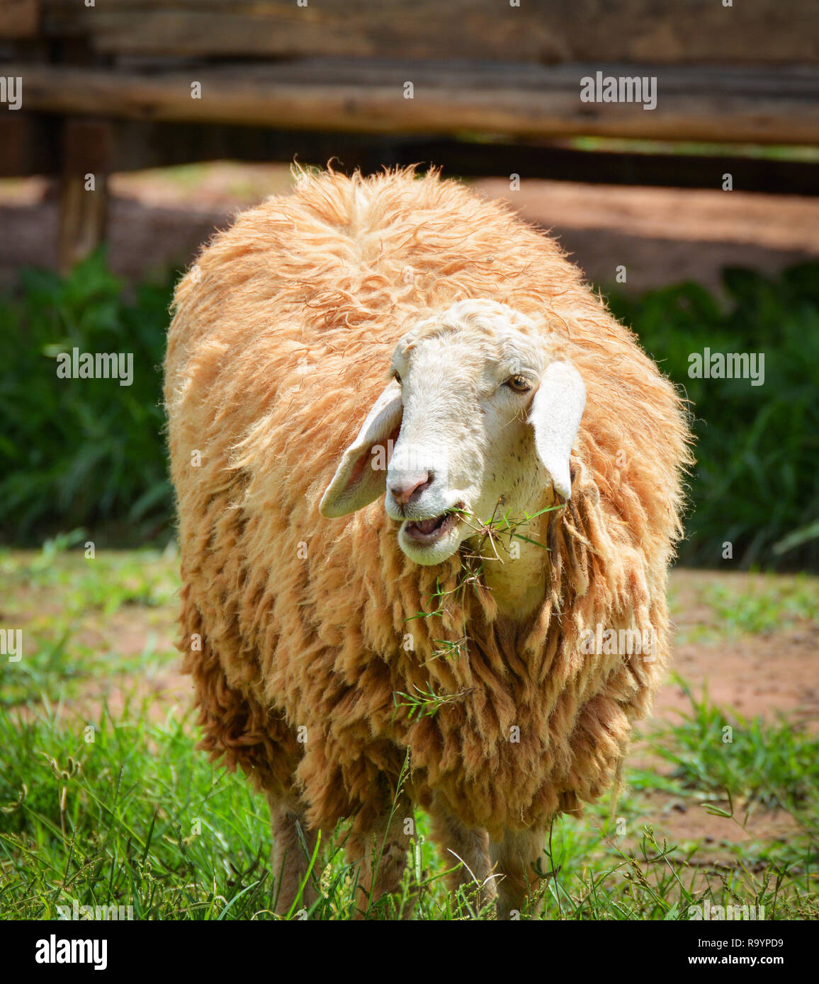 Sheep eating in a pasture of green grass / Long Wool sheep in farm ...