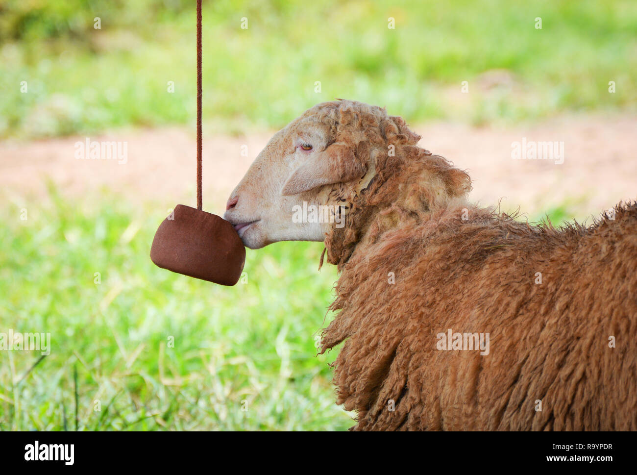 Sheep eating in a pasture of green grass / Long Wool sheep in farm ...