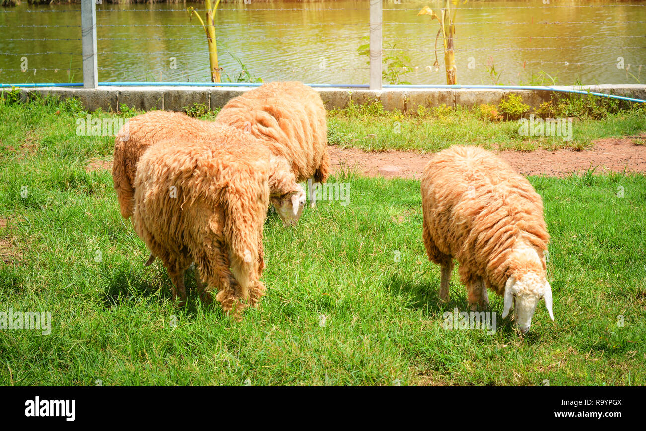 Sheep group eating in a pasture of green grass / Long Wool sheep in ...