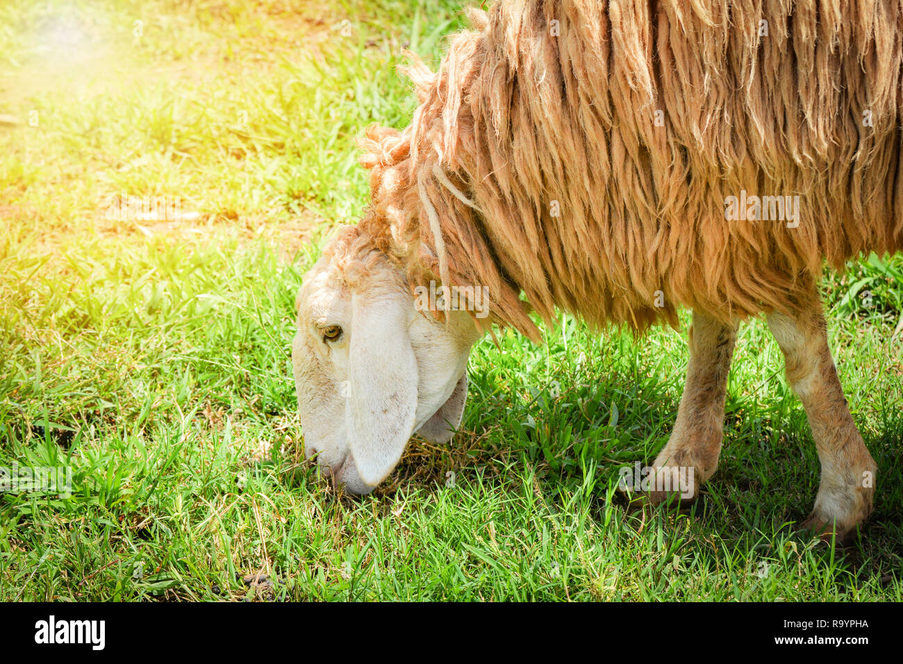 Sheep eating in a pasture of green grass / Long Wool sheep in farm ...