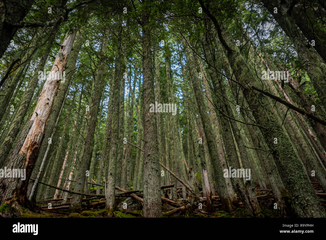 Spooky looking moss hi-res stock photography and images - Alamy