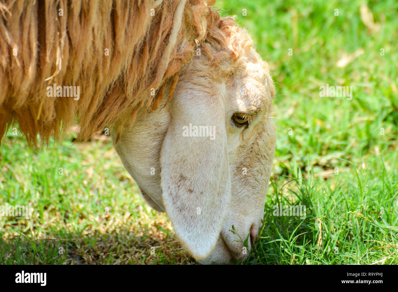 Sheep eating in a pasture of green grass / Long Wool sheep in farm ...