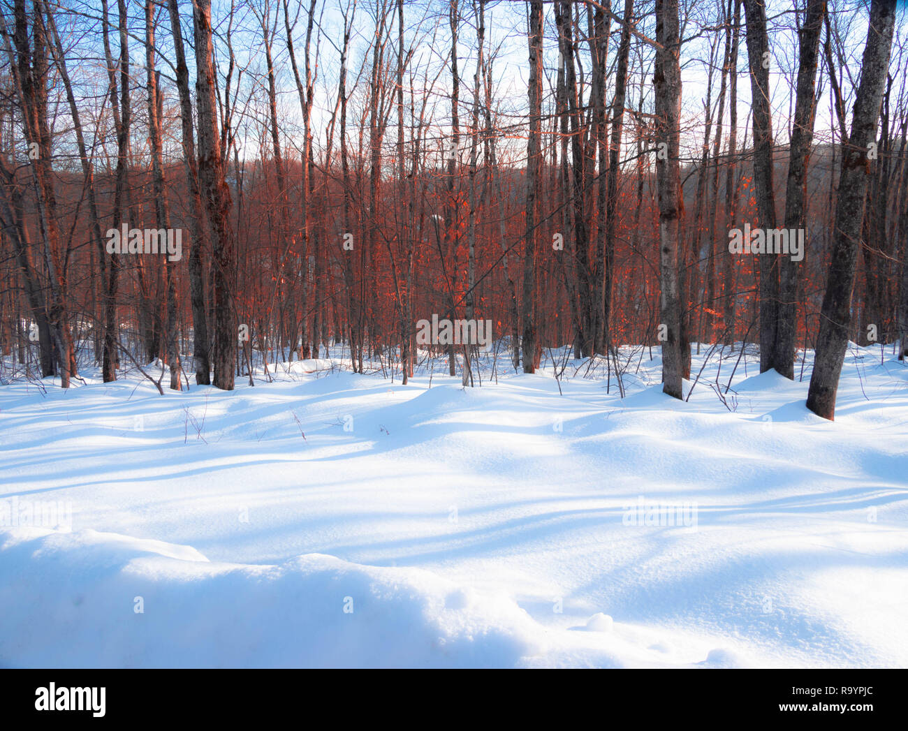 Magical winter landscape scenery hi-res stock photography and images ...