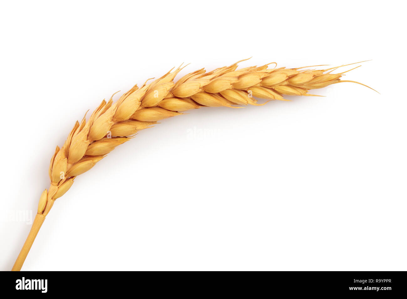 ears of wheat isolated on white background. Top view Stock Photo - Alamy