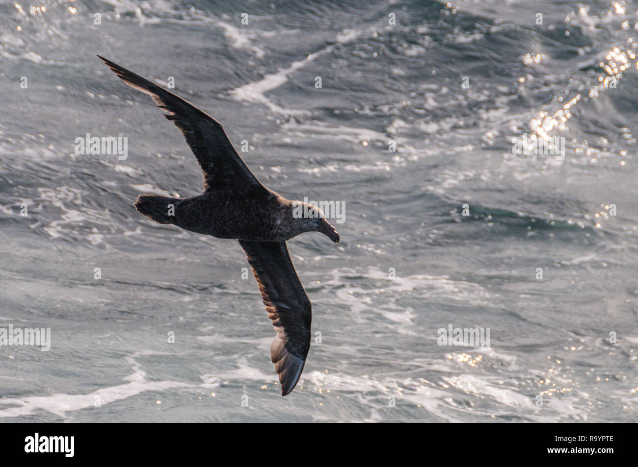 A Southern Giant Petrel in Flight Stock Photo - Alamy