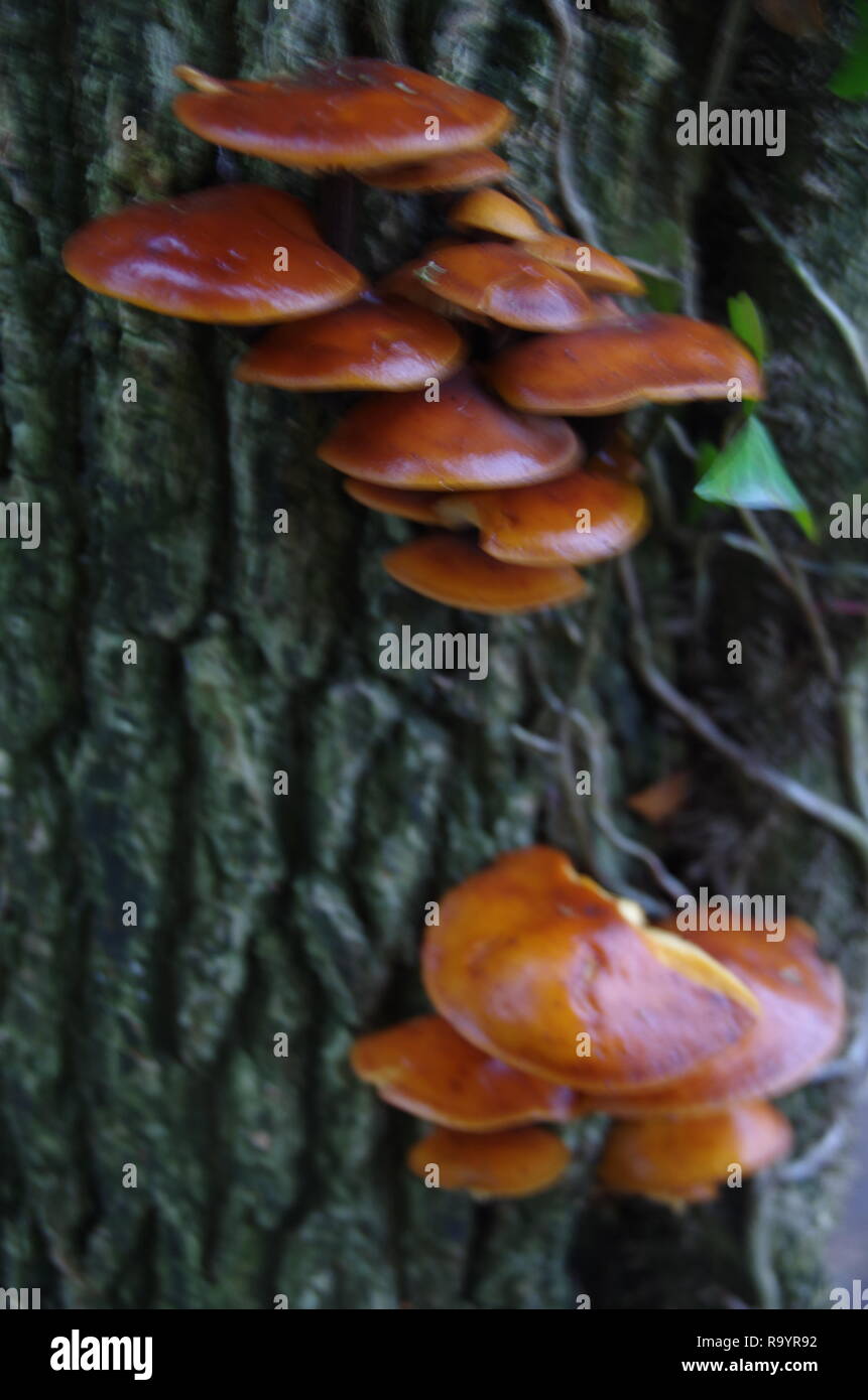 The Manor House Golf Club. Castle Combe. The Macmillan Way. Long ...