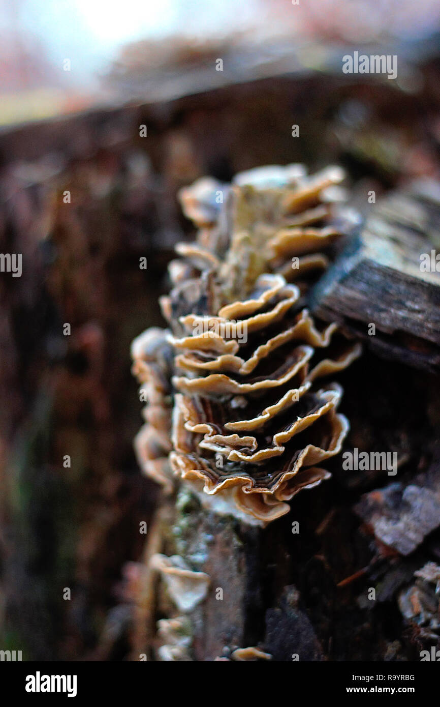 Smoky bracket hi-res stock photography and images - Alamy