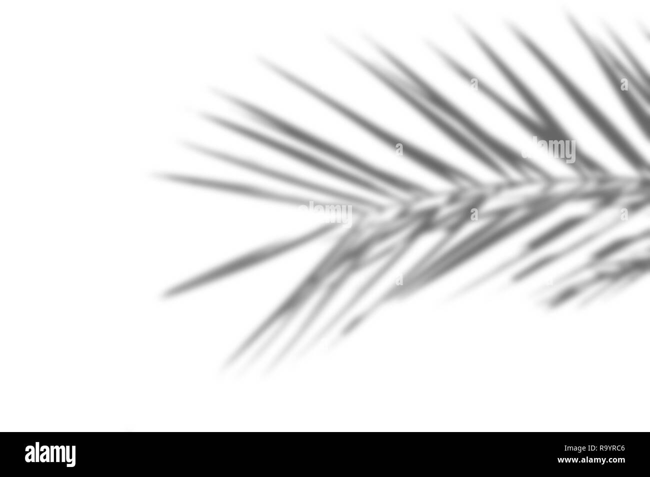 Summer abstract exotic background of exotic shadows palm leaves on a ...