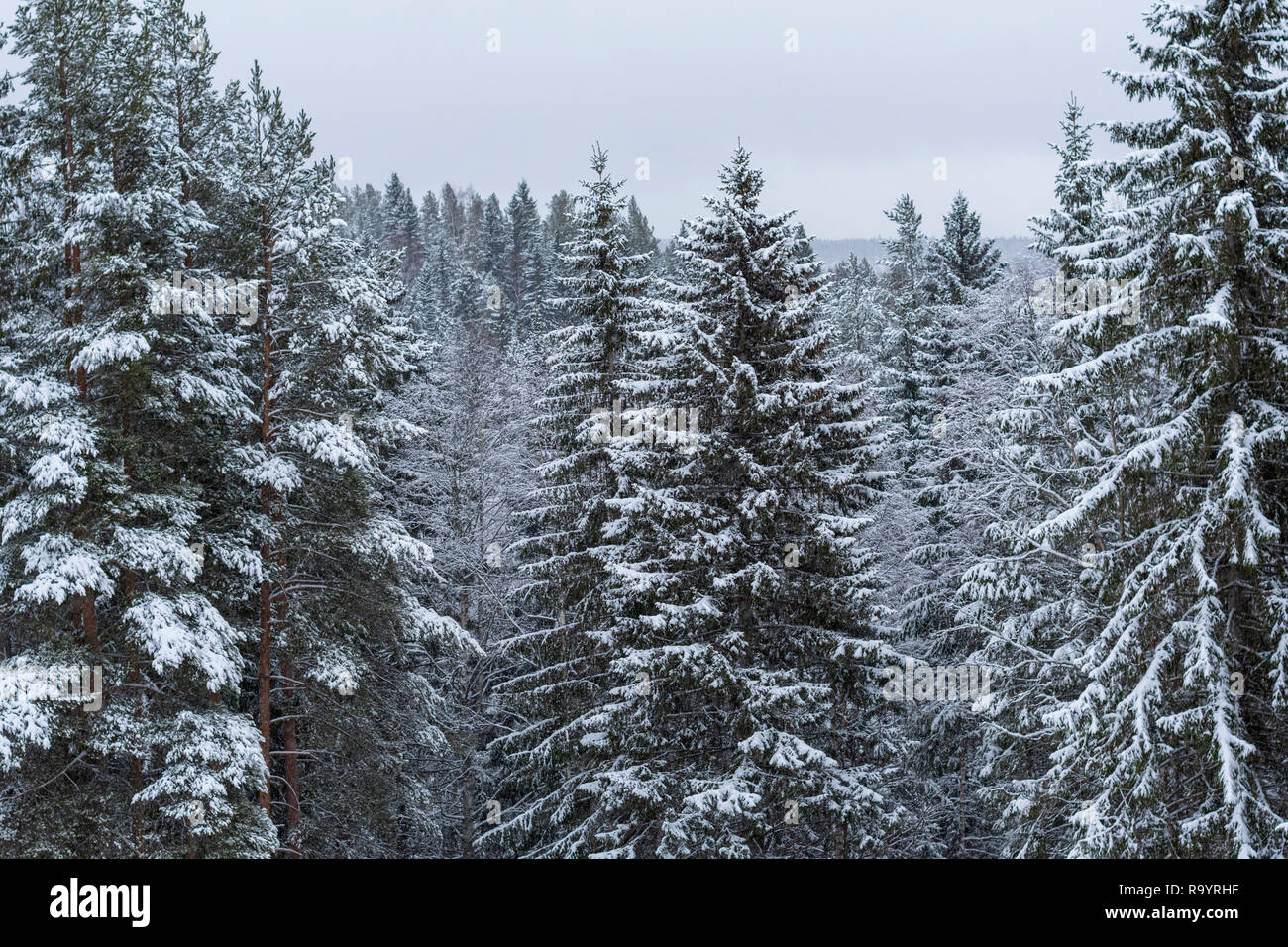 Old fir forest covered with snow a midwinter day without sun, picture ...
