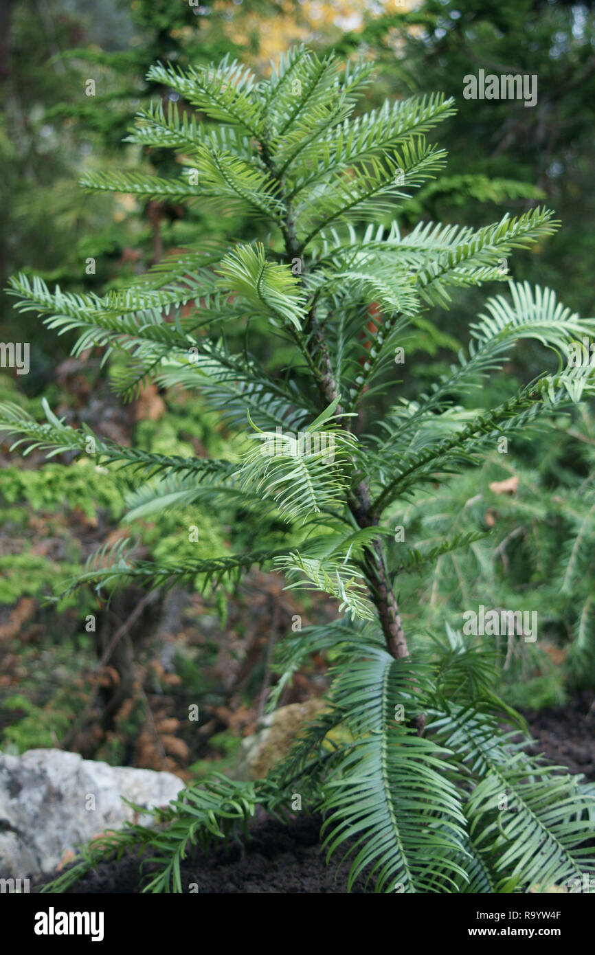 Wollemi pine hi-res stock photography and images - Alamy
