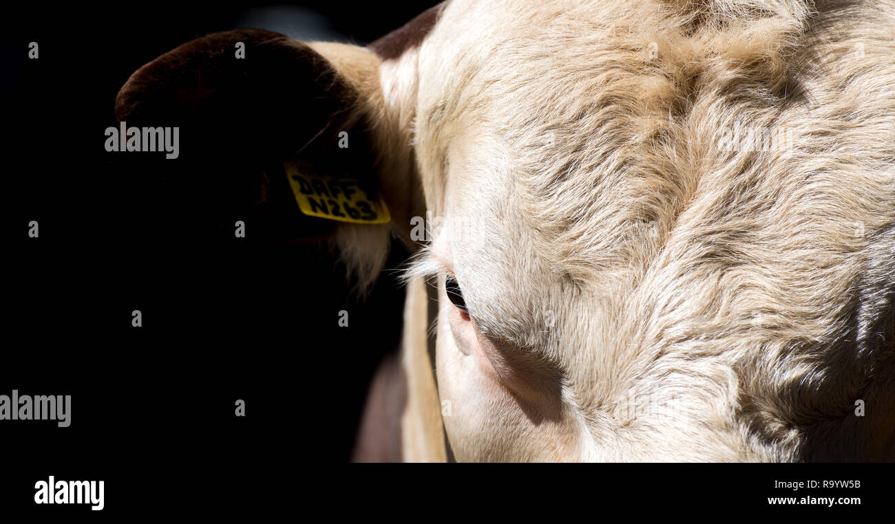 Hereford bull head hi-res stock photography and images - Alamy