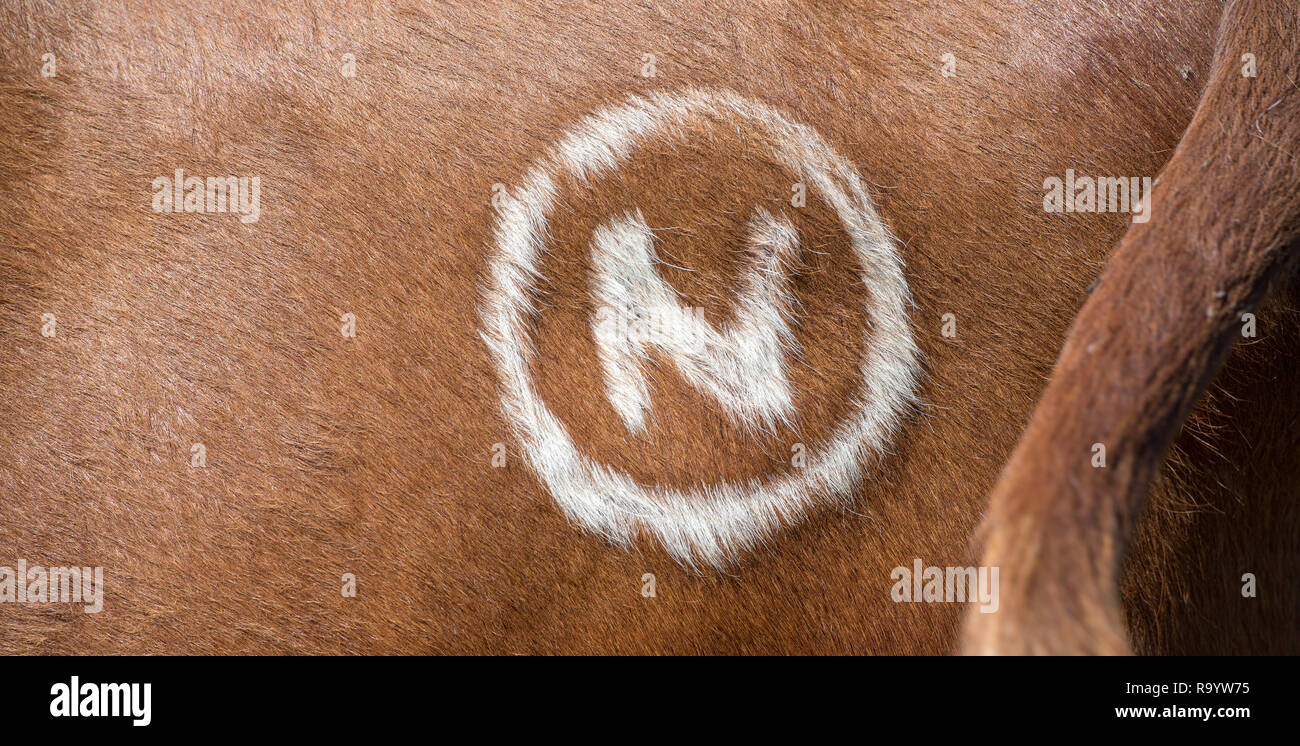 Branding cow hi-res stock photography and images - Alamy