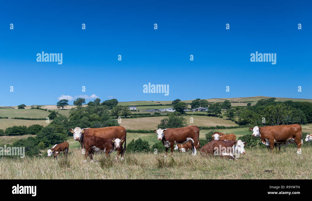 Field of hereford cows hi-res stock photography and images - Alamy